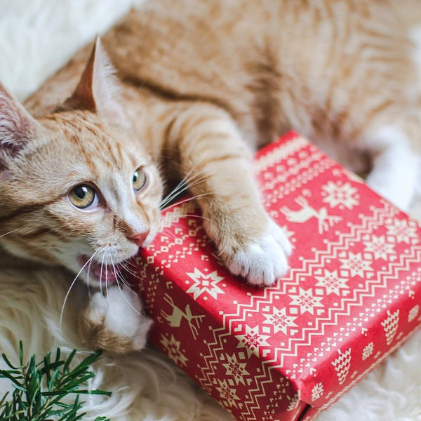 Dear Santa... Love, Your Cat | Kitties & Cream