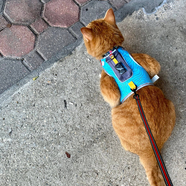 "The Pathfinder" Cat Harness, Leash, & Tractive GPS Device Bundle ...